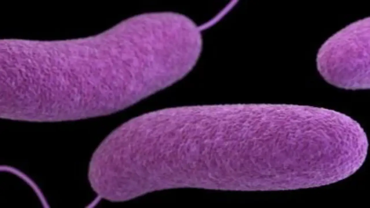 Diving into Vibrio Webinar - Food Safety Centers of Excellence (CoE)